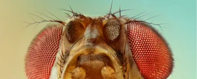 Bacterial Infections Disrupt Flies’ Sense of Smell | The Scientist