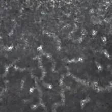 890-Million-Year-Old Fossils Are Sponges, Oldest Animals: Study | The ...