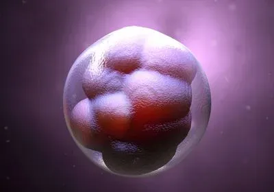 How to Grow a Mouse Embryo in a Dish | The Scientist