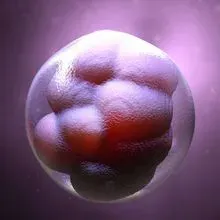 How to Grow a Mouse Embryo in a Dish | The Scientist