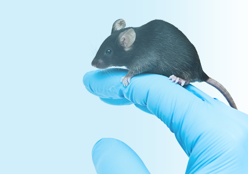 Technique Talk: Redefining Mouse Transgenesis with CRISPR-Cas ...