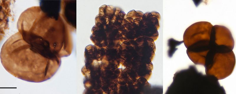 Microfossil News, Articles | The Scientist Magazine®