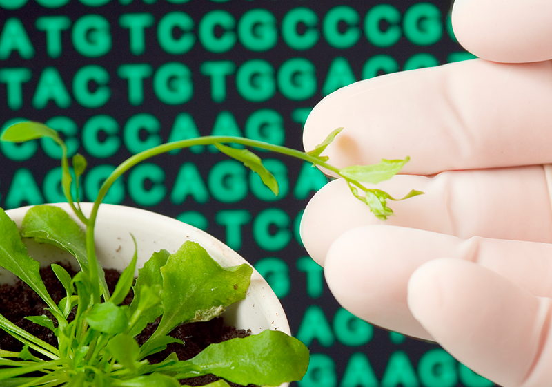 Investigating Genetic and Epigenetic Landscapes with Long-Read ...