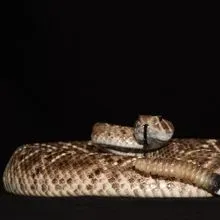 Snake | The Scientist