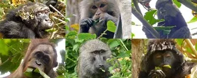 Umami Taste Receptor Evolved with Primates’ Diets | The Scientist
