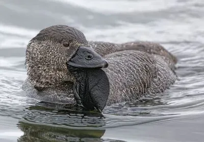Duck | The Scientist