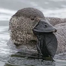 Talking Duck Stuns Animal Behavior Researcher | The Scientist