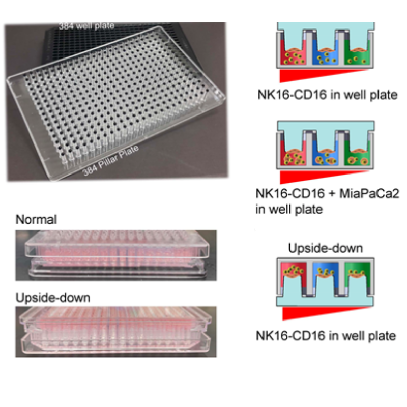 A 3-D Tumor Microenvironment for Personalized Immunotherapy | The Scientist