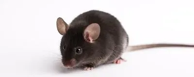Experiment Gone Awry Suggests Novel Way to Combat Hypoxia | The Scientist