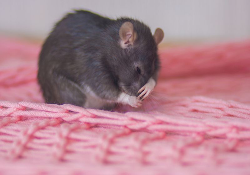 Bless You: Mouse Model Reveals Molecular Pathway Behind Sneezing | The ...