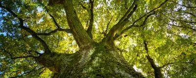 Contrary to Common Belief, Some Older Trees Make Fewer Seeds | The ...