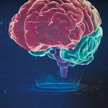 Brain Anatomy | The Scientist