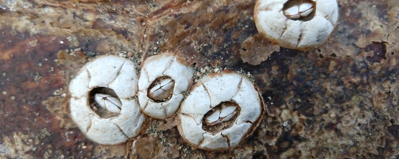 Sea Turtles News, Articles | The Scientist Magazine®