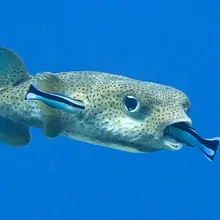 Cleaner Fish Alter Behavior if Partners Can See Them “Cheating” | The ...