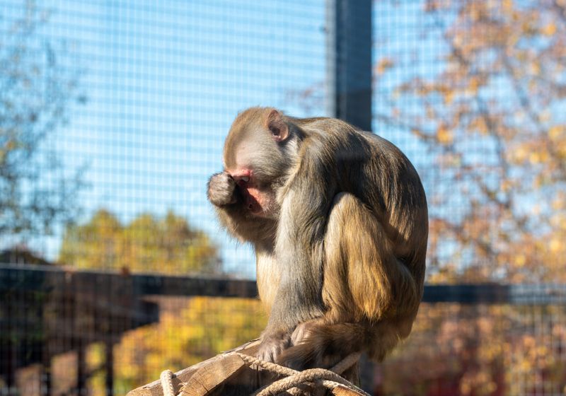 Leading Japanese Primate Research Center is Closing | The Scientist
