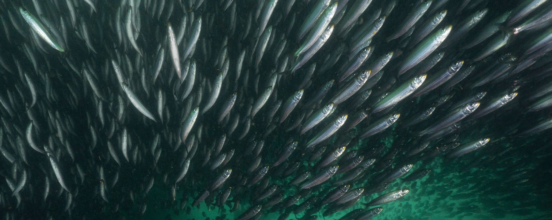 South African West Coast News, Articles | The Scientist Magazine®