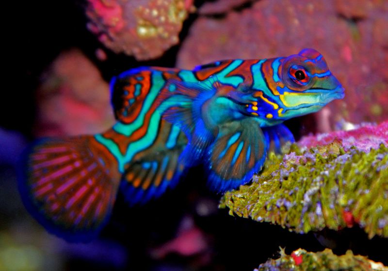 Genome Spotlight: Mandarinfish (Synchiropus splendidus) | The Scientist