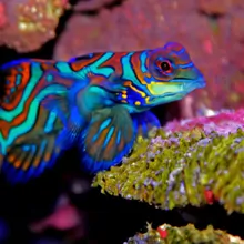 Genome Spotlight: Mandarinfish (Synchiropus splendidus) | The Scientist