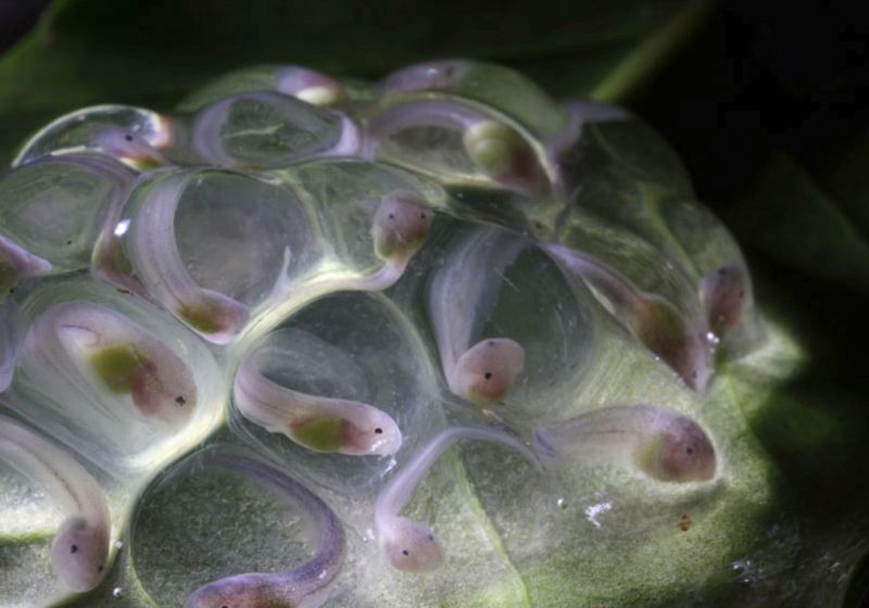 Slideshow: How Animal Embryos Eavesdrop on the Outside World | The ...