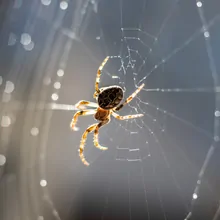 Spider Uses Its Web Like a Giant Engineered Ear | The Scientist
