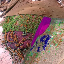 New Studies Enable a Clearer View Inside Cells | The Scientist