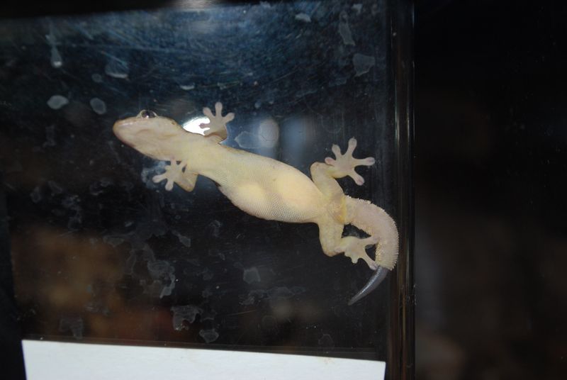 Engineered Stem Cells Grant Geckos “Perfectly” Regenerated Tails | The ...