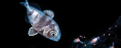 Medusafishes Are Grouped by Shared, Odd Traits: Study | The Scientist