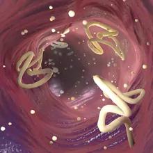 Cell & Molecular Biology | The Scientist