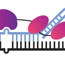 Infographic | The Scientist