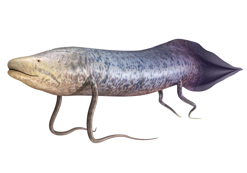 Lungfish Cocoon: A Living Barrier Against Infection During Estivation ...