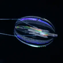 Genome Spotlight: California Sea Gooseberry (Hormiphora californensis ...