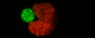 Can Xenobots Reproduce? | The Scientist