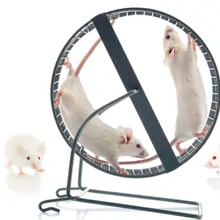 Exercise-Associated Protein Boosts Brain Function in Mice | The Scientist