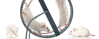 Exercise-Associated Protein Boosts Brain Function in Mice | The Scientist