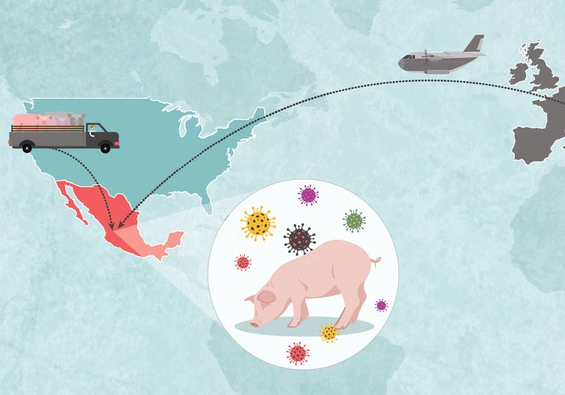 Infographic: How H1N1 Came to Spark a Pandemic in 2009 | The Scientist