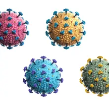 Virus Evolution | The Scientist