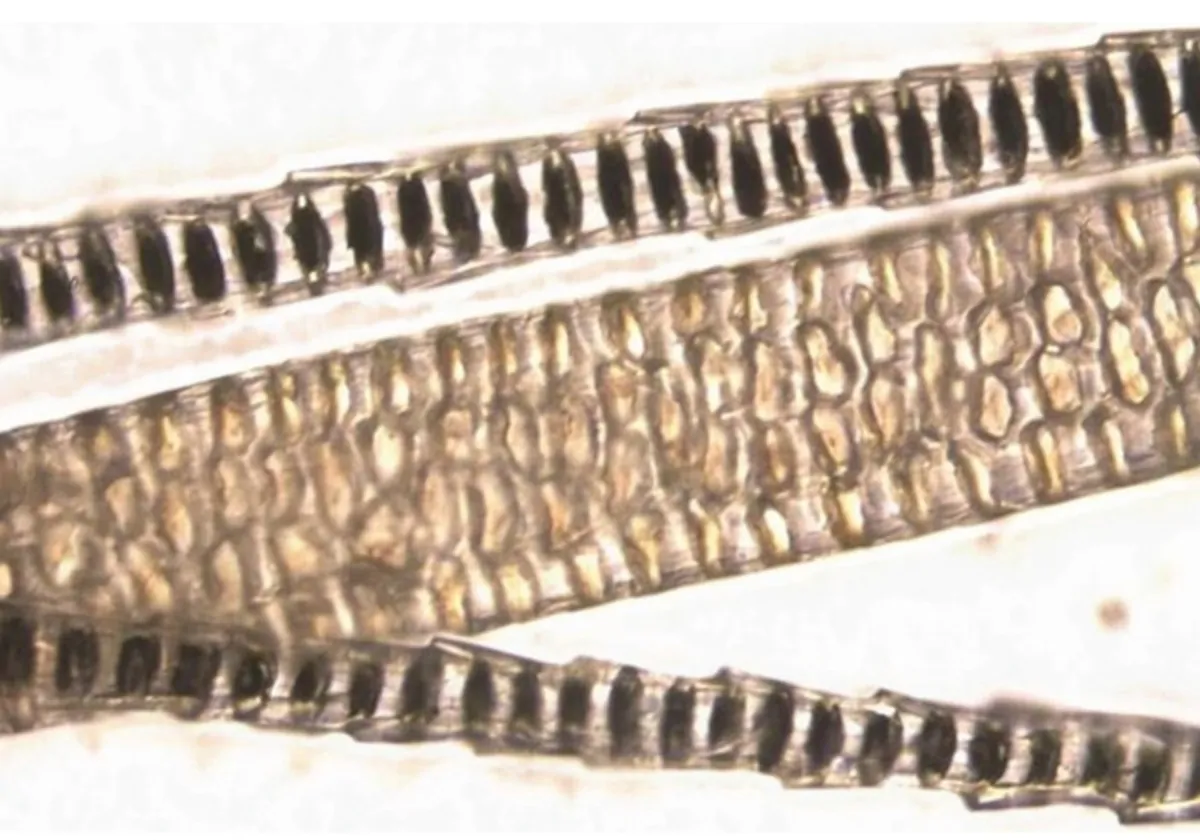 Sensory Hairs | The Scientist