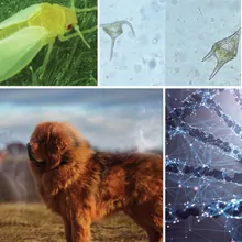 Our Favorite Genetics Stories of 2021 | The Scientist