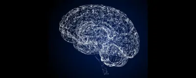 Hermunculus Situates Female Genital Sensation in the Cortex | The Scientist
