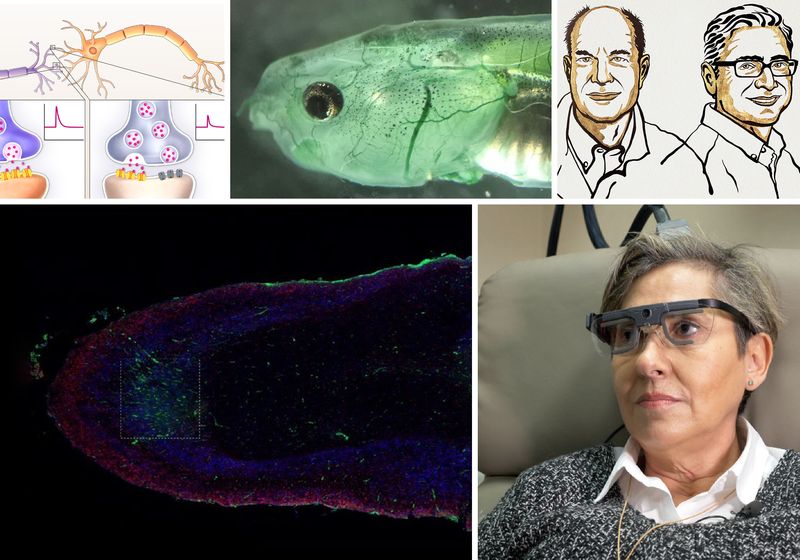 Our Favorite Neuroscience Stories of 2021 | The Scientist