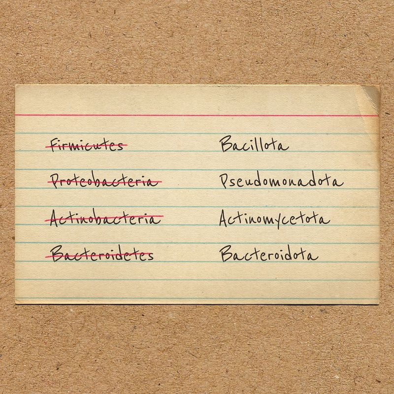 Bacteria Pictures With Names