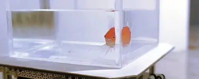 Researchers Train Goldfish to “Drive” | The Scientist