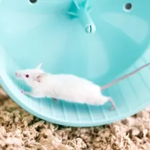Tinkering with Gut Microbes Boosts Brain Plasticity in Mice | The Scientist