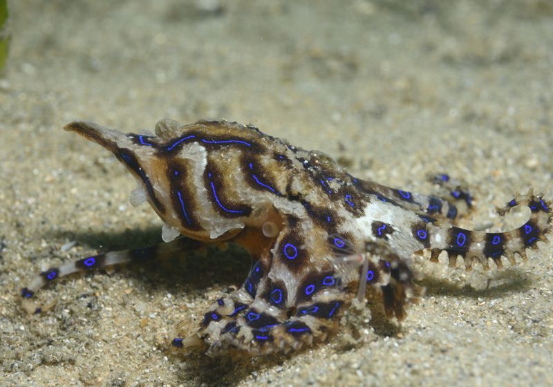 What Scientists Learned by Putting Octopuses in MRI Machines | The ...