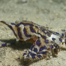 What Scientists Learned by Putting Octopuses in MRI Machines | The ...