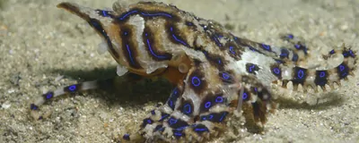 What Scientists Learned by Putting Octopuses in MRI Machines | The ...