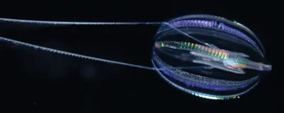 Caught on Camera | The Scientist