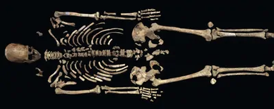 Ancient DNA Boom Underlines a Need for Ethical Frameworks | The Scientist