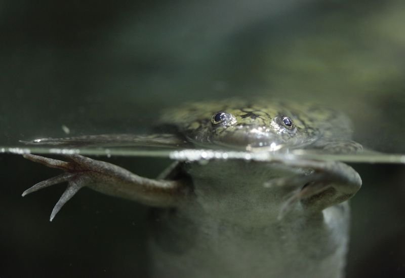 Drug Cocktail Triggers Regeneration of Amputated Frog Legs | The Scientist
