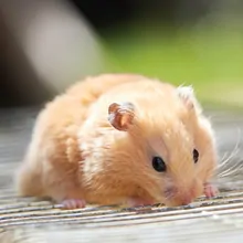 Rodent | The Scientist